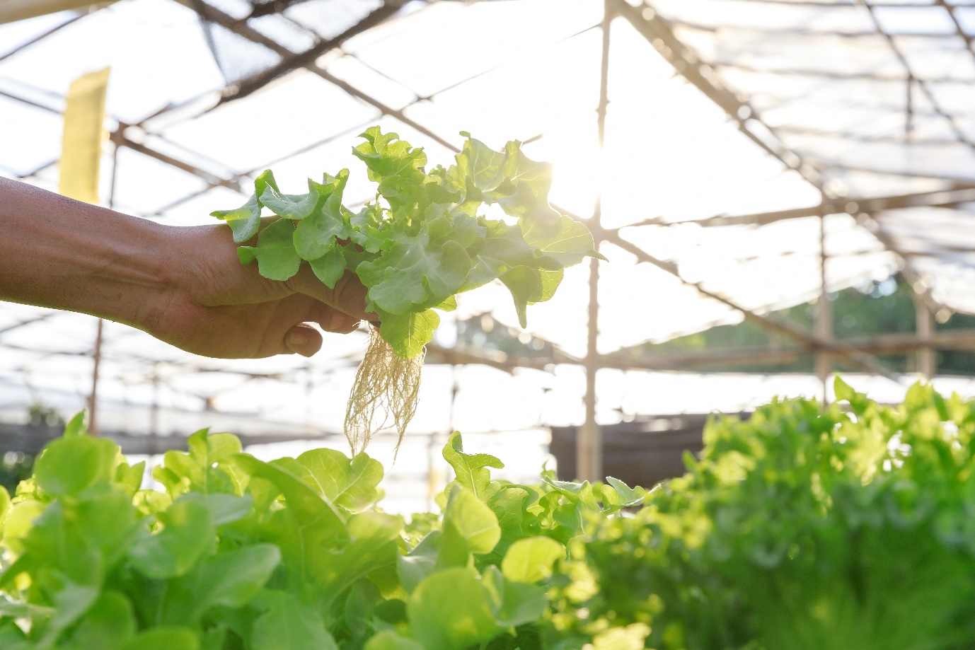 Hydroponic Plants; A Better Way to Grow Plants? | SkyPerma