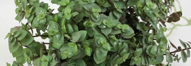 Turtle Vine Plant: Everything You Need to Know to grow one