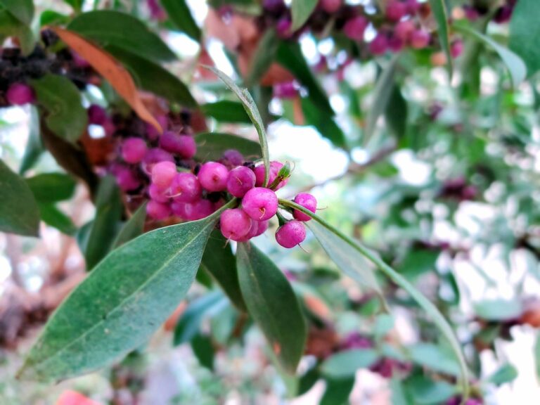 Lilly Pilly Trees: Everything You Need to Know | SkyPerma