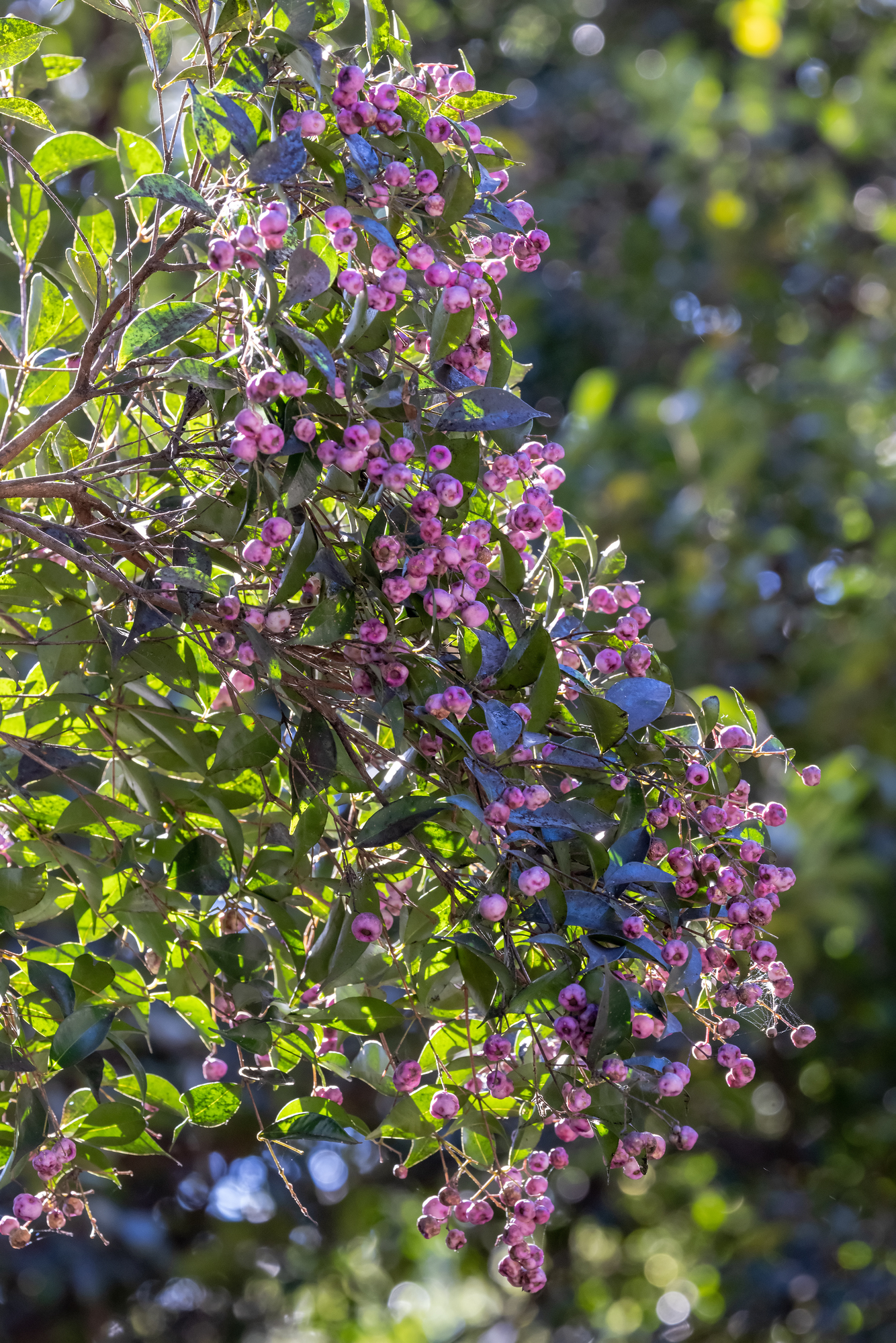 Lilly Pilly Trees: Everything You Need to Know | SkyPerma