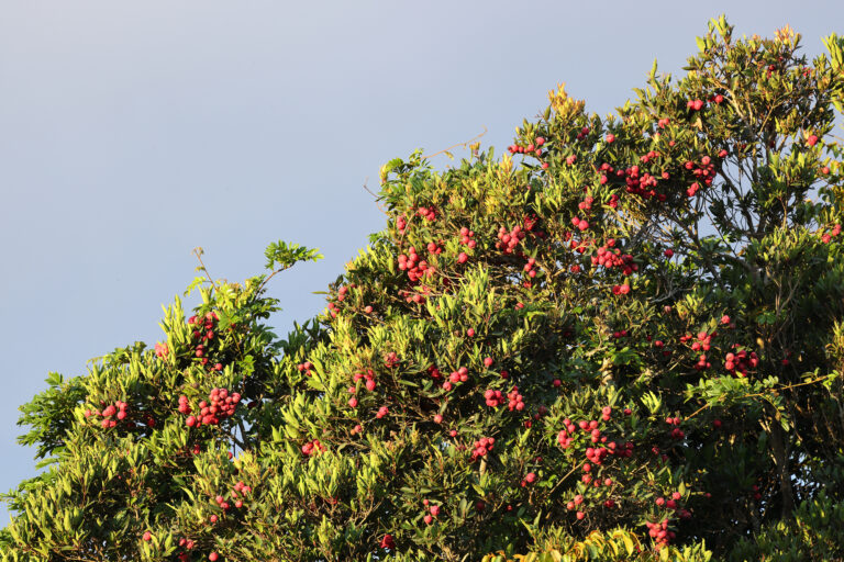 Lilly Pilly Trees: Everything You Need to Know | SkyPerma