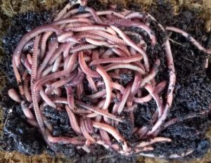 What are European Nightcrawlers? | SkyPerma